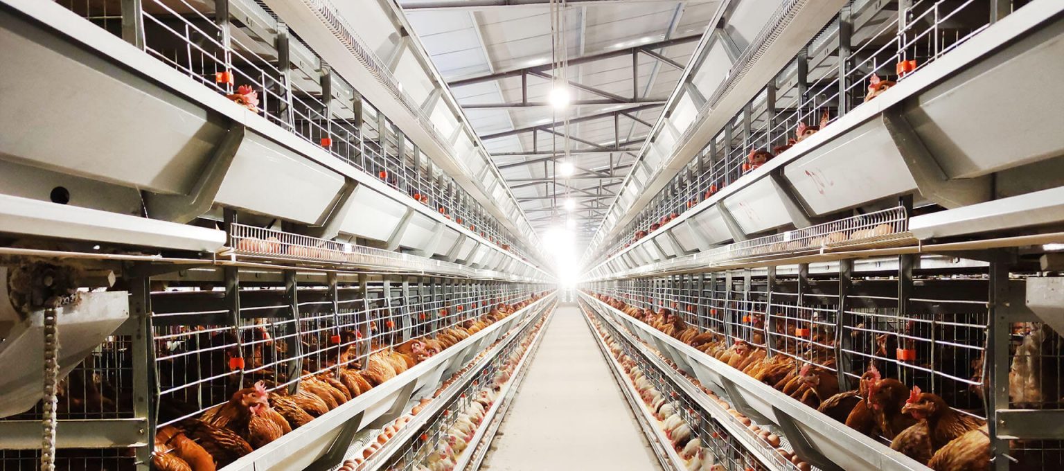 Hightop H Type Battery Cage Project - Thailand