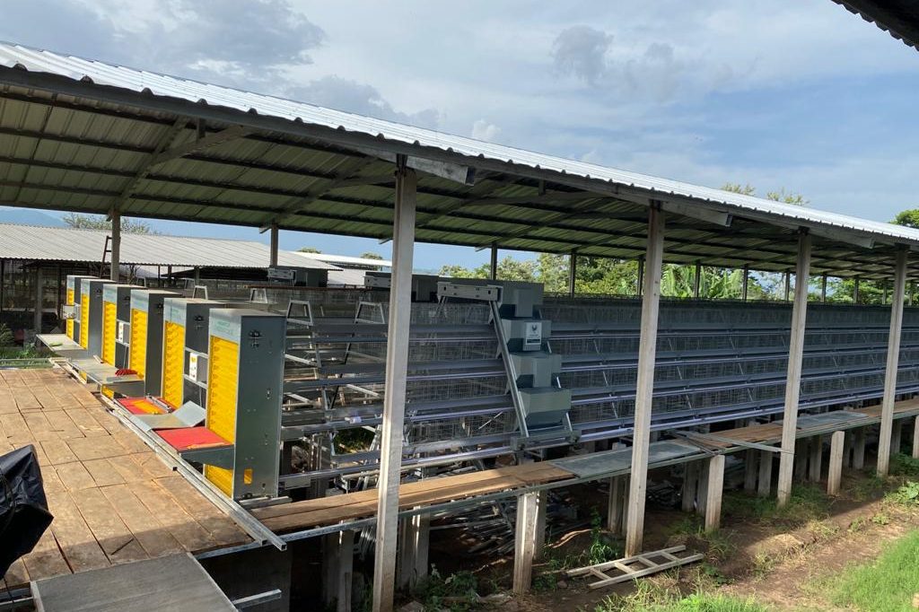 Hightop Automatic Broiler Cage In Philippine